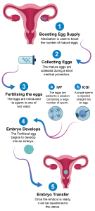 Fertility - Mid and South Essex Integrated Care System